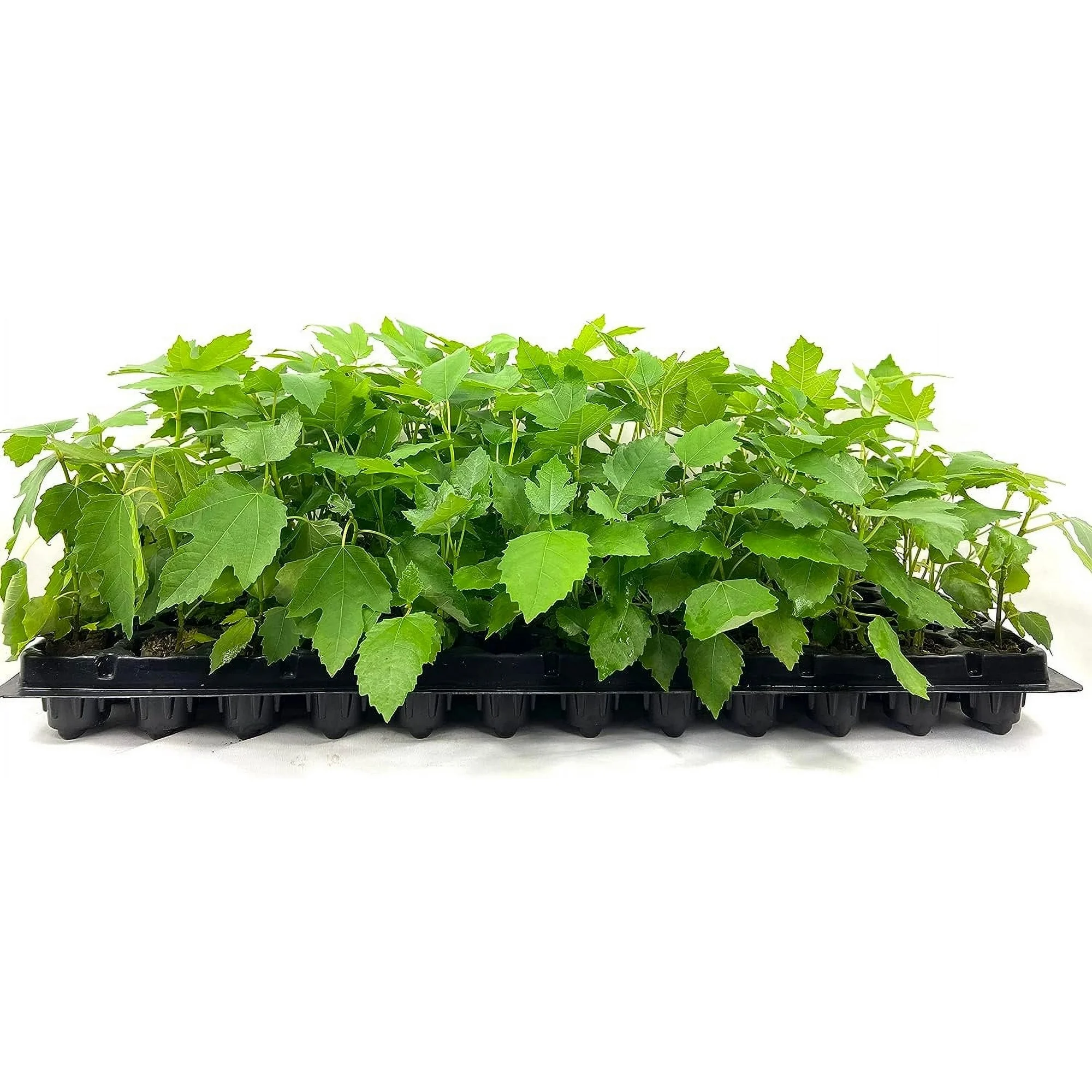 Beer's Black Fig Tree - 20 Live Starter Plants - Ficus Carica - Edible ...