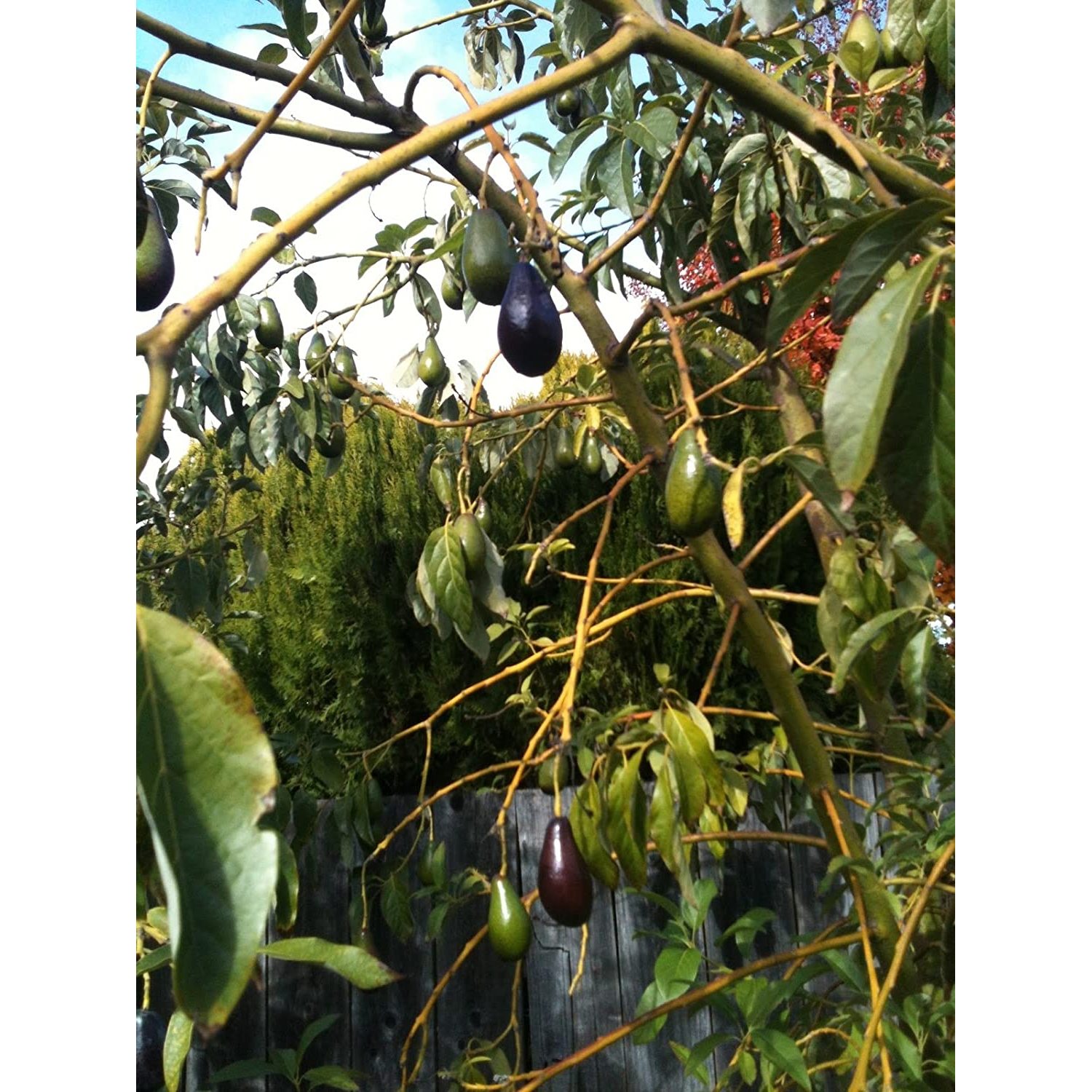 GxIne - Mexicola Avocado - Grafted Tree - 1 to 2 Feet Tall - Ship in 1 ...