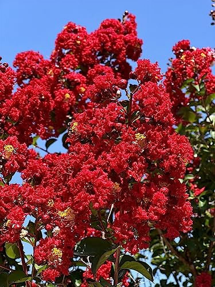 4 Pack - Red Flowering Crape Myrtle Trees - Grown In Quart Containers ...
