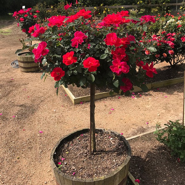 Cheap Fast Growing Trees Miracle On The Hudson™ Rose Tree Rose Trees 2 ...