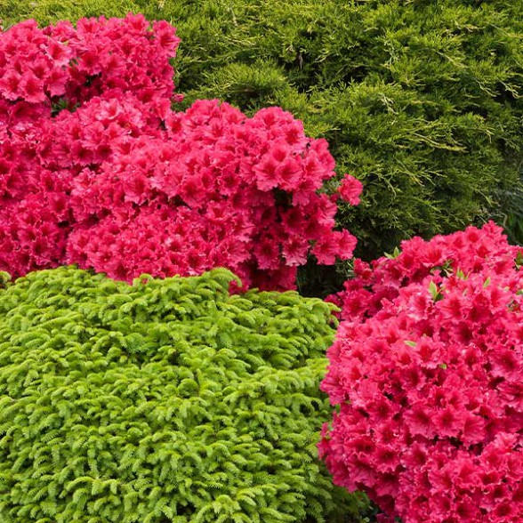 Outlet Fast Growing Trees Azalea Shrubs Red Ruffles Azalea Shrub 1 Gallon