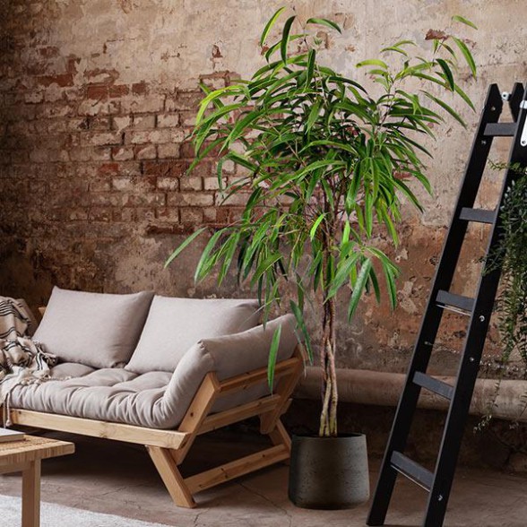 Outlet Fast Growing Trees Ficus Alii Braid Plant 2-3 ft.