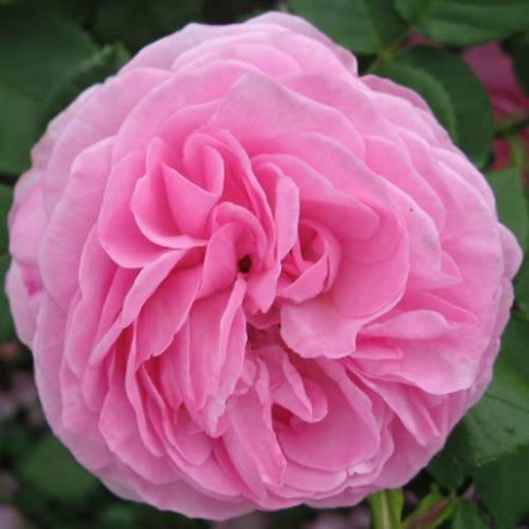 Discount Future Forests Rosa Louise Odier – Old Shrub Rose Roses Bareroot