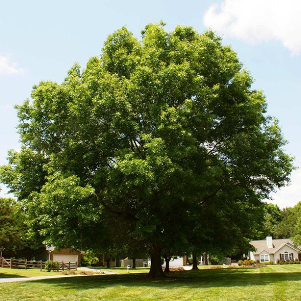 Discount Fast Growing Trees Pin Oak Tree 2-3 ft.