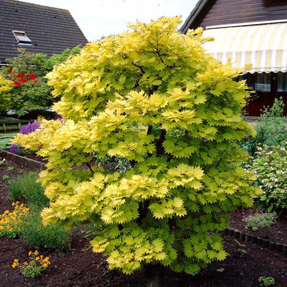 Clearance Fast Growing Trees Japanese Maples Aureum Japanese Maple Tree ...