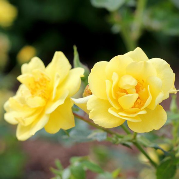 Discount Fast Growing Trees Roses Oso Easy® Lemon Zest Rose 1 Plant (1 Qt.)