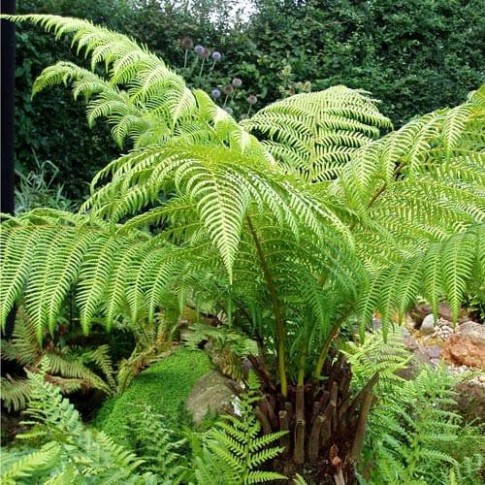 Cheap Future Forests More Dicksonia Antarctica – Tree Fern Pot