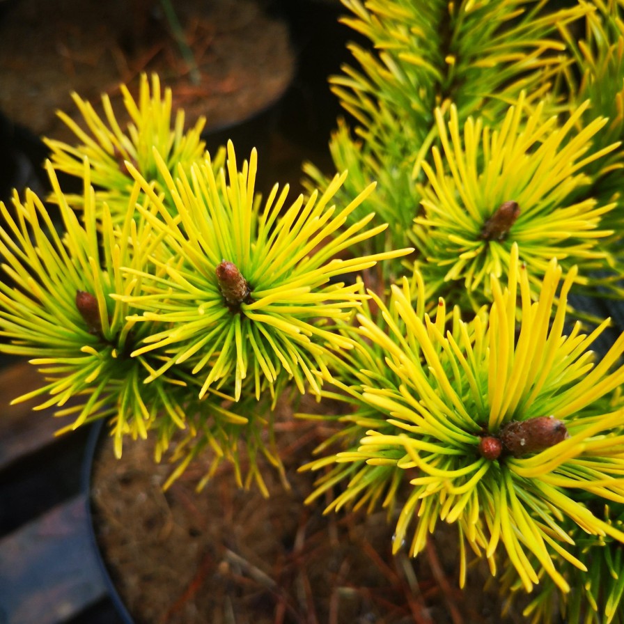 Sale Future Forests Pinus Mugo Golden Glow All Conifers Pot