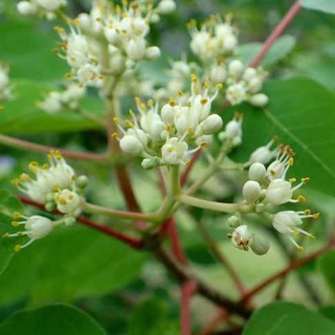 Cheap Future Forests Trees Tetradium Daniellii – Bee Tree Pot