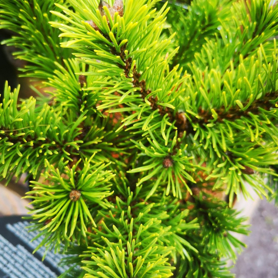 Outlet Future Forests All Conifers Pinus Mugo Mumpitz Pot