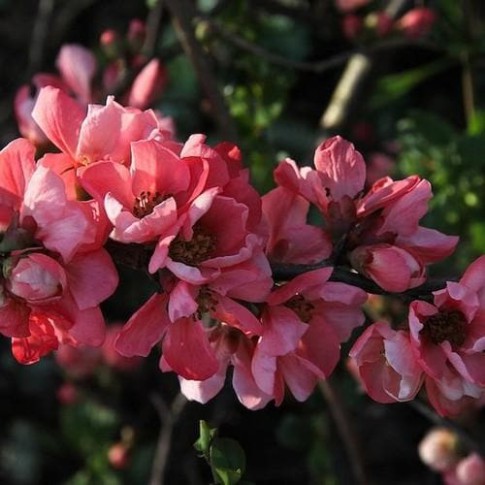 Sale Future Forests Chaenomeles X Superba Pink Lady Shrubs Pot