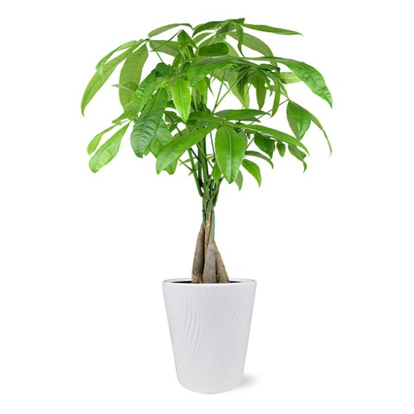 Discount Fast Growing Trees Pet Friendly House Plants Money Tree In ...