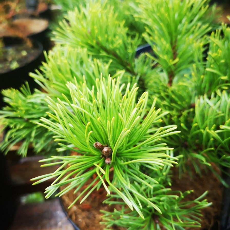 Cheap Future Forests Pinus Mugo Krauskopf All Conifers Pot