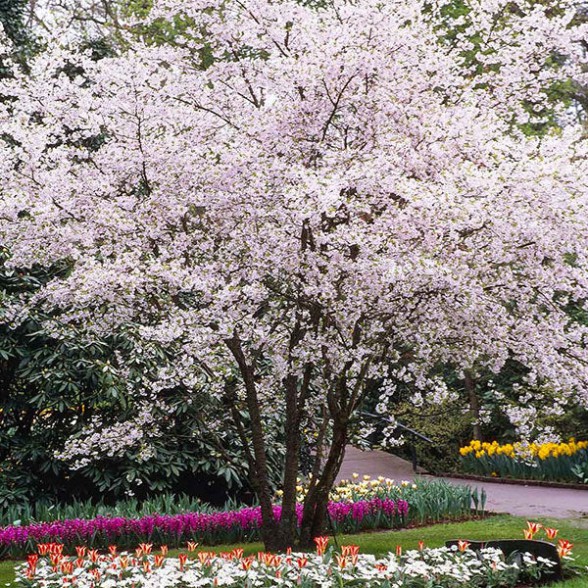 Discount Fast Growing Trees Cherry Blossom Trees Autumn Cherry Tree 2-3 ft.