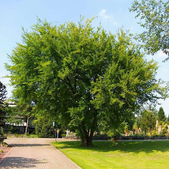 Cheap Fast Growing Trees Lacebark Chinese Elm Tree Elm Trees 1-2 ft.
