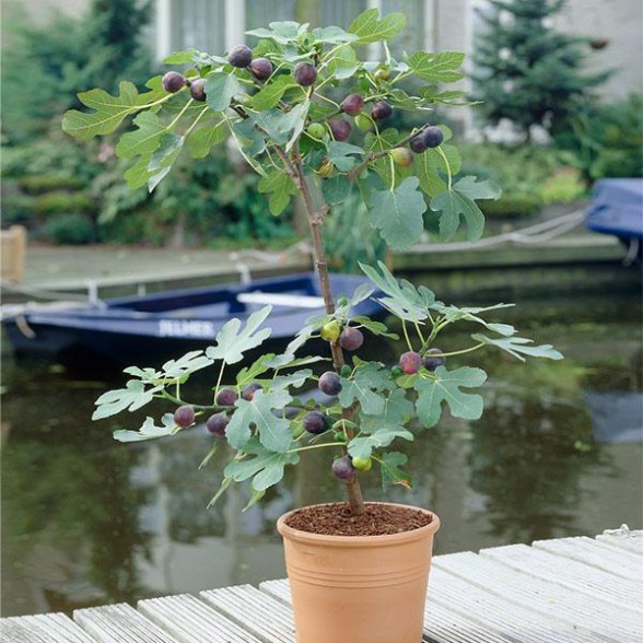 Cheap Fast Growing Trees Fig Trees Black Mission Fig 1 Quart
