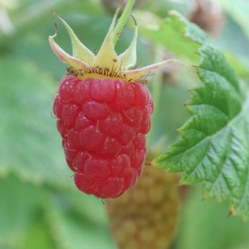 Discount Future Forests Raspberry Malling Leo – Summer Fruiting Bareroot