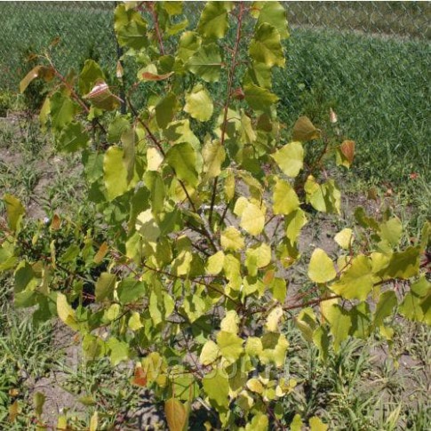 Clearance Future Forests Populus Candicans Aurora – Variegated Poplar ...