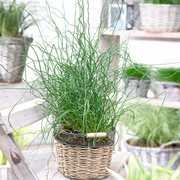 Sale Fast Growing Trees Giant Corkscrew Rush Grass 2 Quart