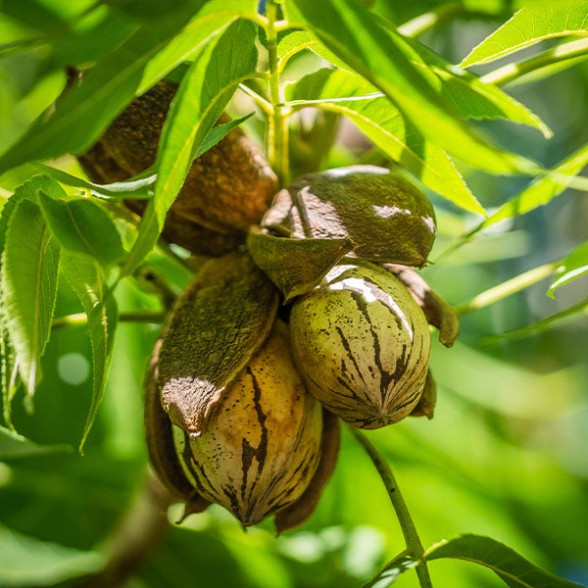 Cheap Fast Growing Trees Pawnee Pecan Tree Nut Trees 2-3 ft.