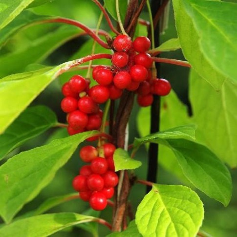 Outlet Future Forests Fruit Schisandra Chinensis Pot
