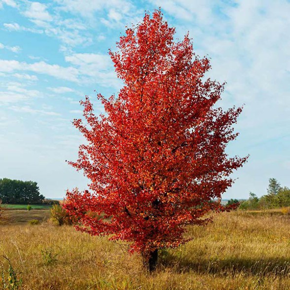Discount Fast Growing Trees Flowering Pear Trees Autumn Blaze Flowering ...
