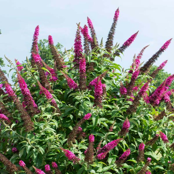 Cheap Fast Growing Trees CranRazz™ Butterfly Bush (Tree Form) 2-3 ft. Tree