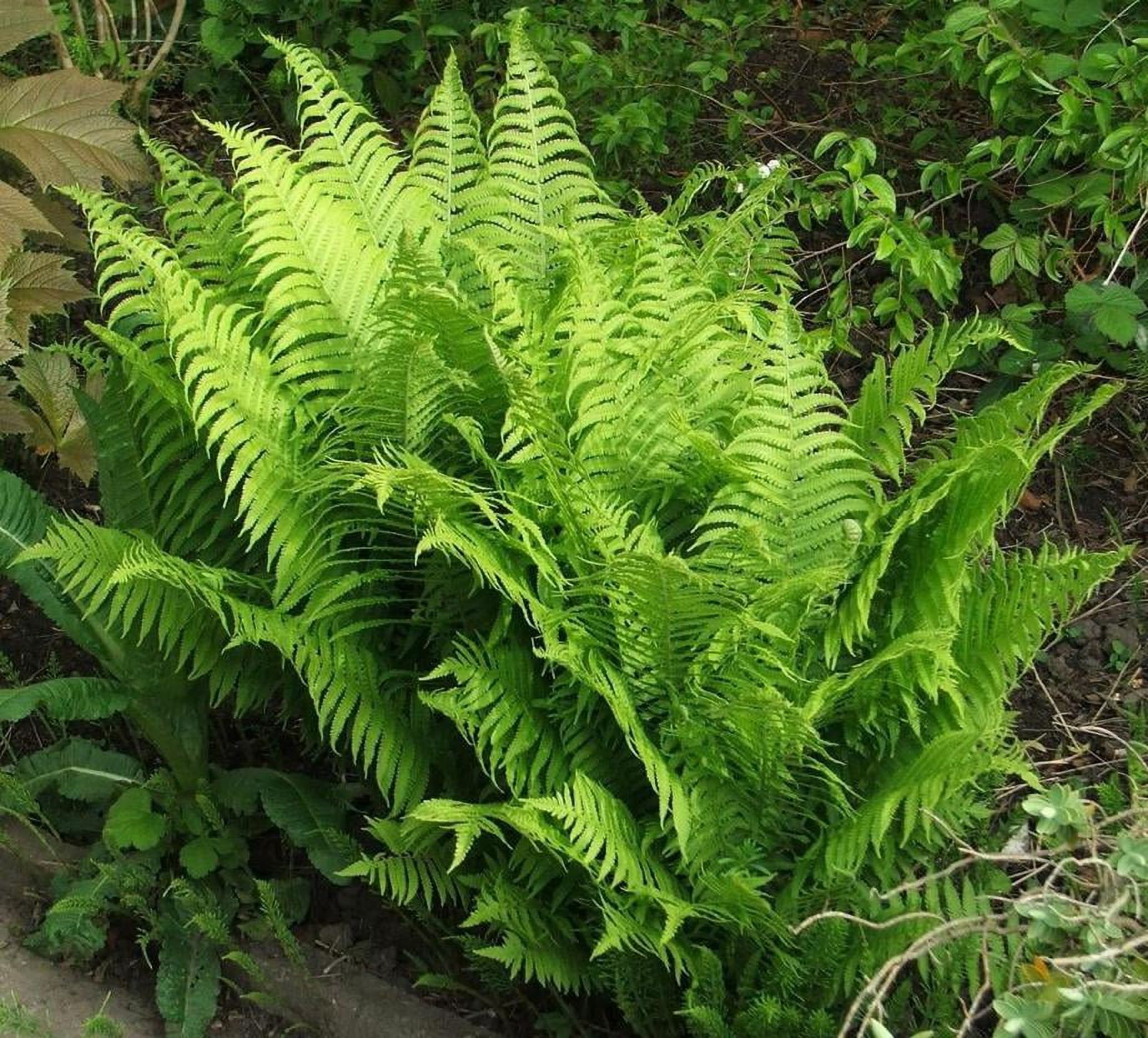 Classy Groundcovers - Ostrich Fern Fiddlehead Fern, Garden Fern, Hardy ...