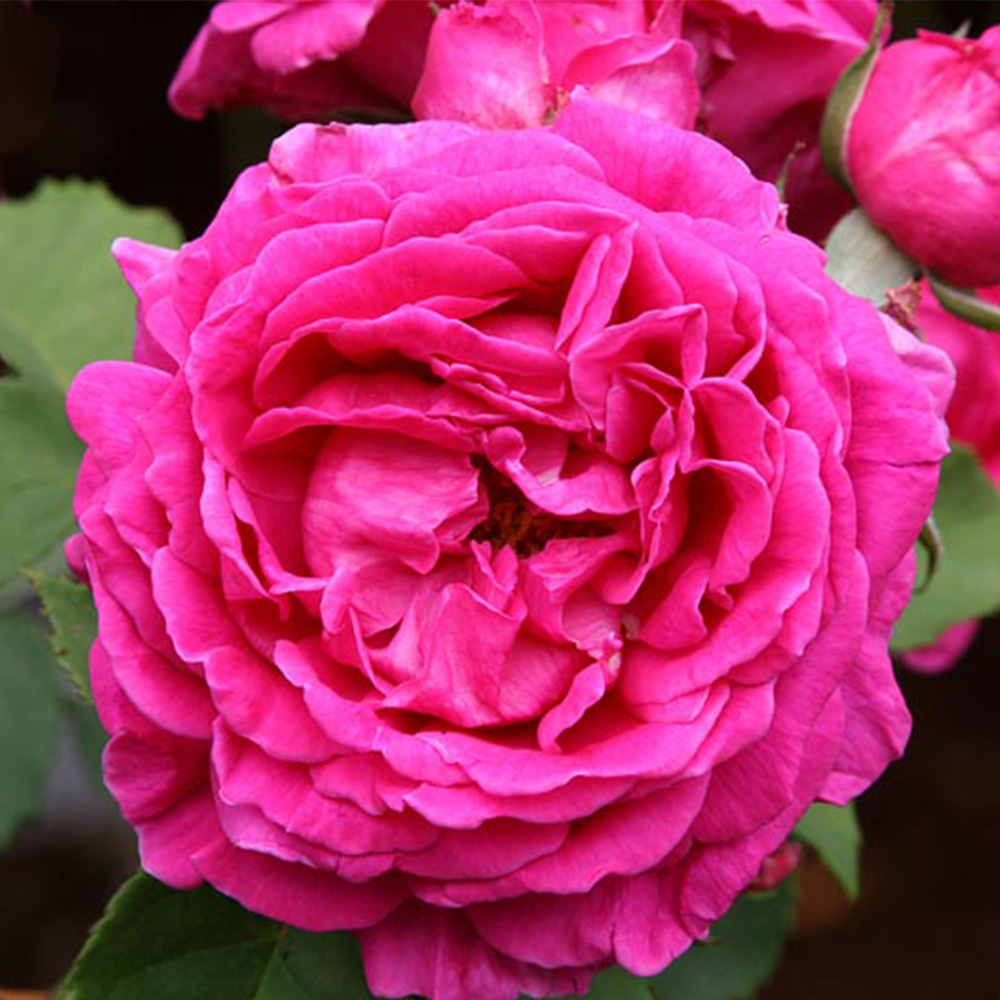 Heirloom Roses - Mme Isaac Pereire Bourbons Rose Bush - Live Rose Plant ...