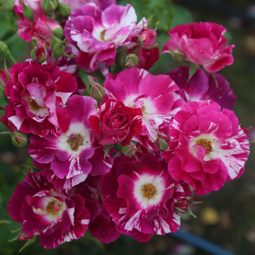 Heirloom Roses - Purple Splash Climbing Rose - Outdoor Plants Live ...