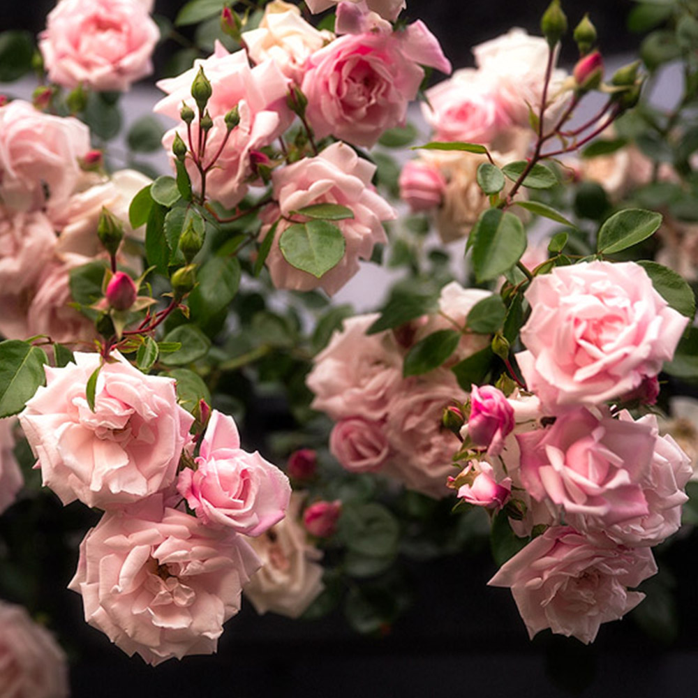 Heirloom Roses Pink Rose Bush - The New Dawn Plant , Live Fragrant ...