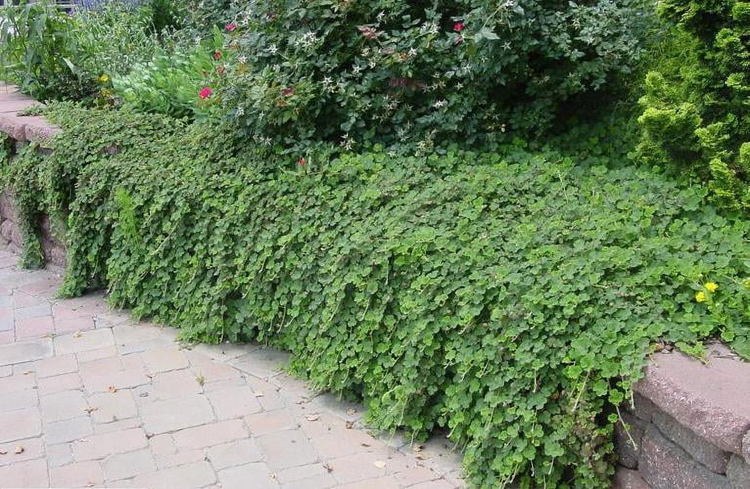 Classy Groundcovers - Creeping Raspberry, Creeping Bramble, Creeping ...