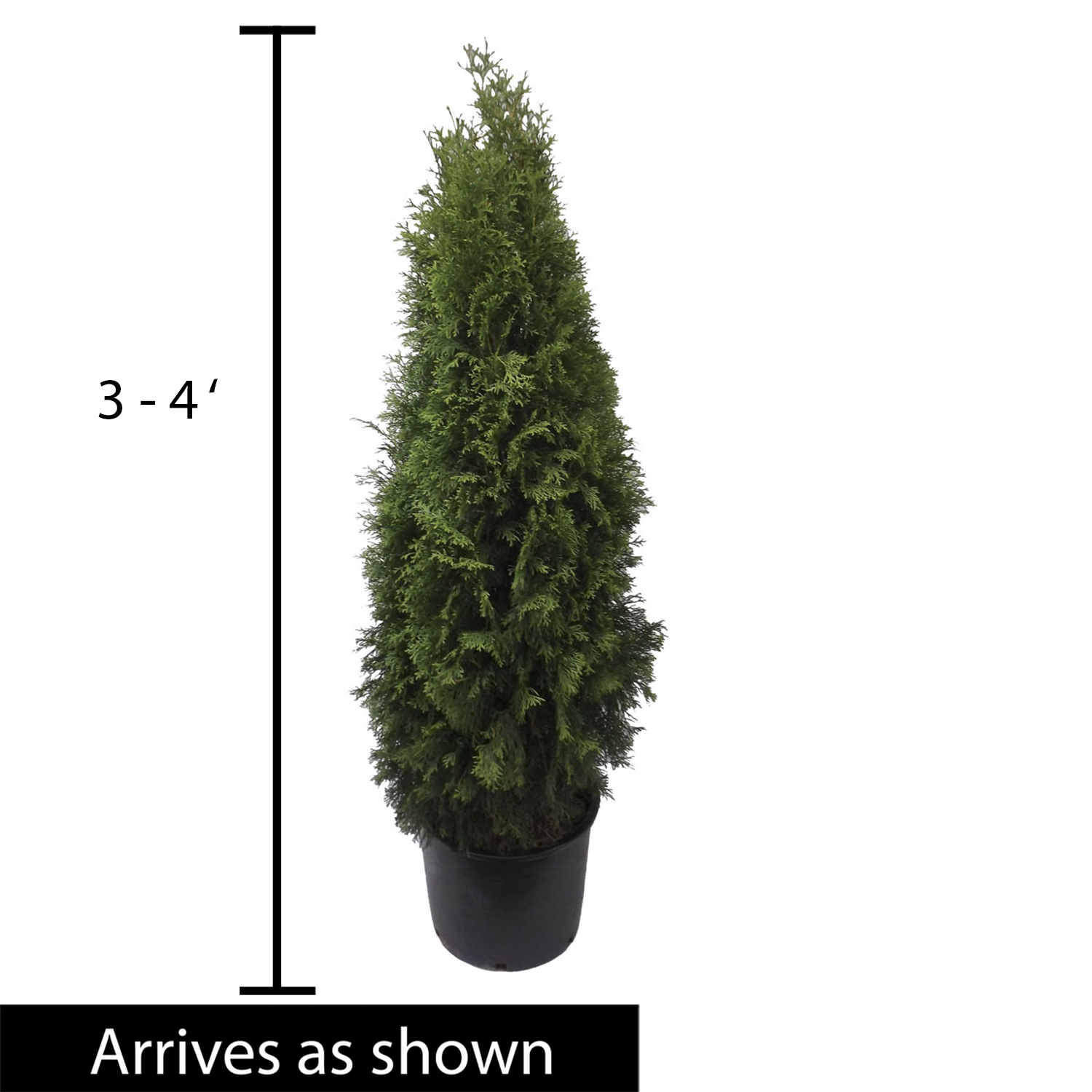Emerald Green Arborvitae Potted Evergreen Hedge Shrub, Measuring 3 to 4 ...
