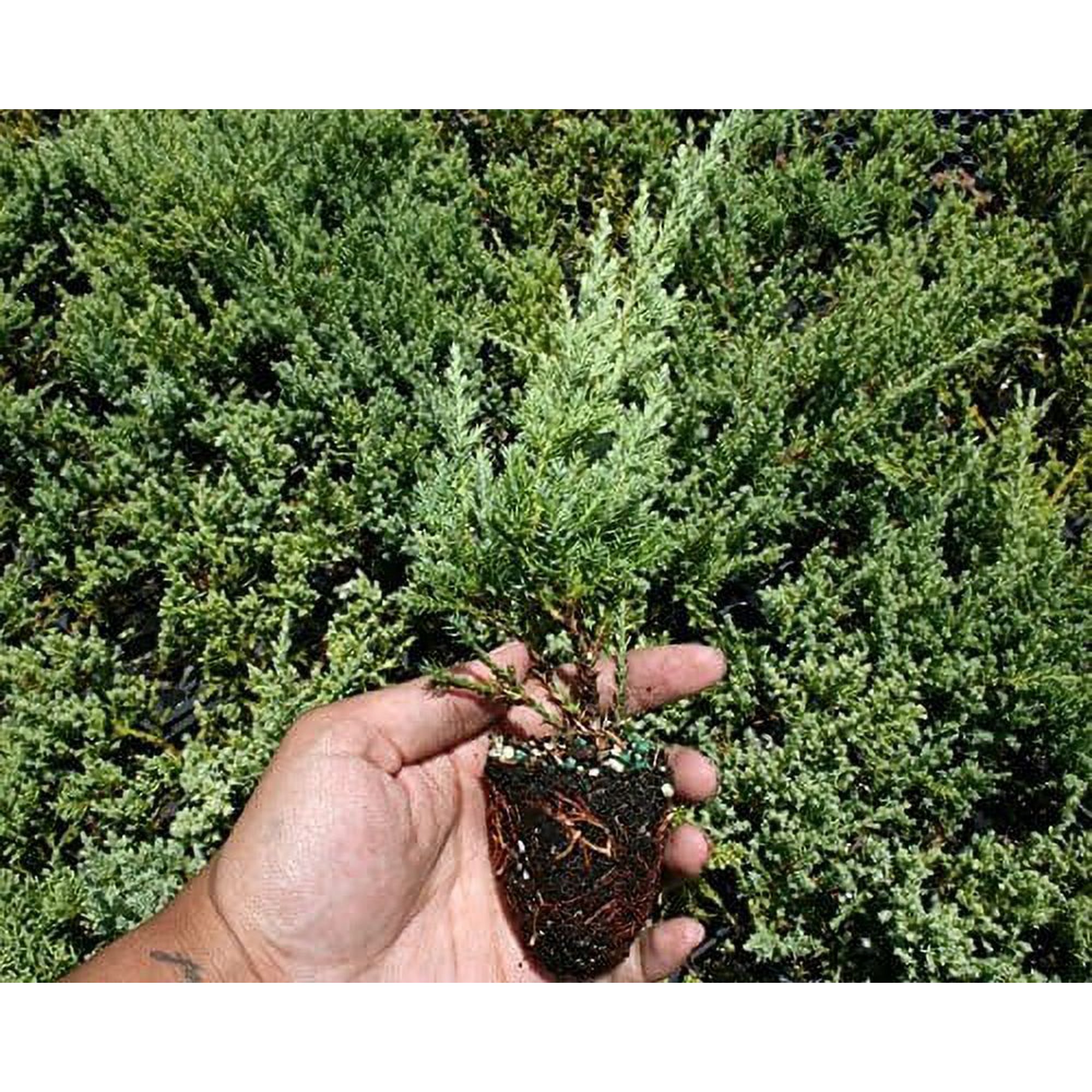 Nicks Compacta Juniper - 60 Live Plants - Drought Tolerant Cold Hardy ...