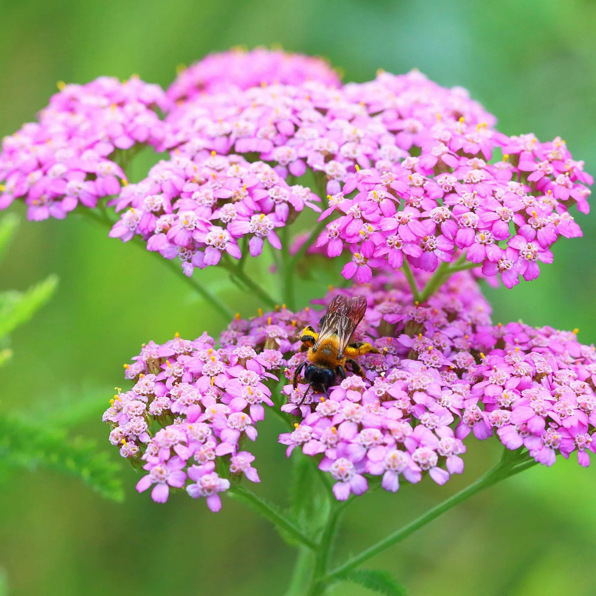 Yarrow Seeds - Cerise Queen - 1/4 Pound - Pink Flower Seeds, Heirloom ...