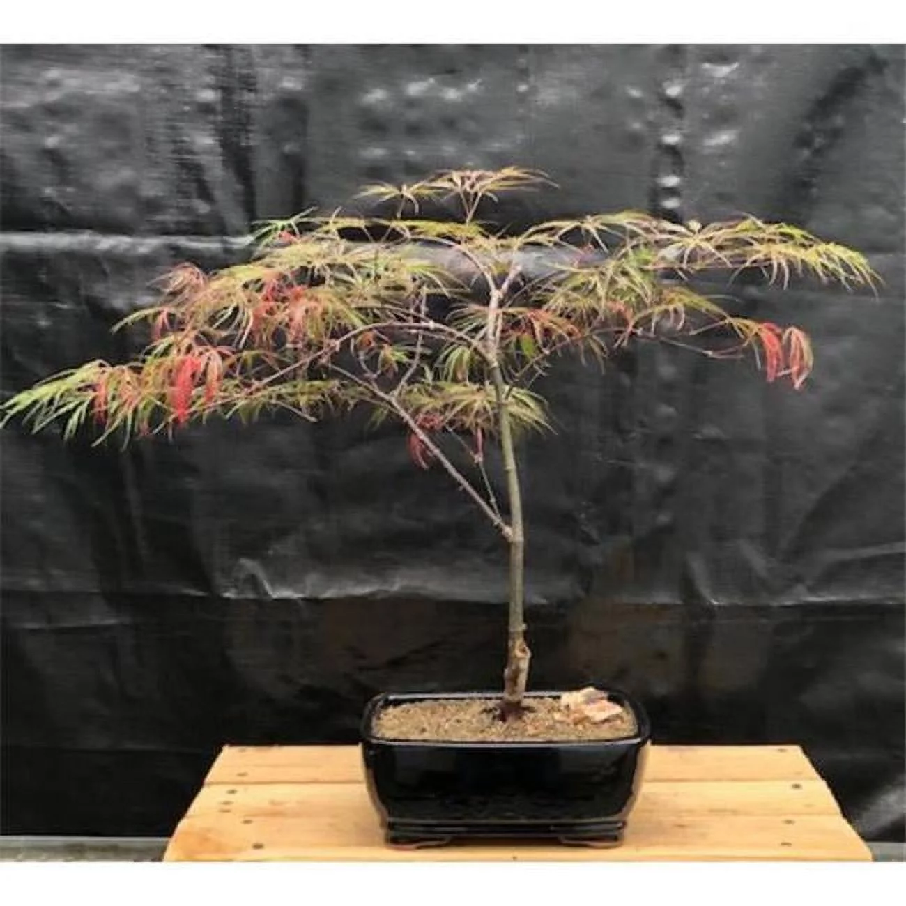 Crimson Queen Japanese Maple Tree - Acer Palmatum Var Dissectum - Texas ...