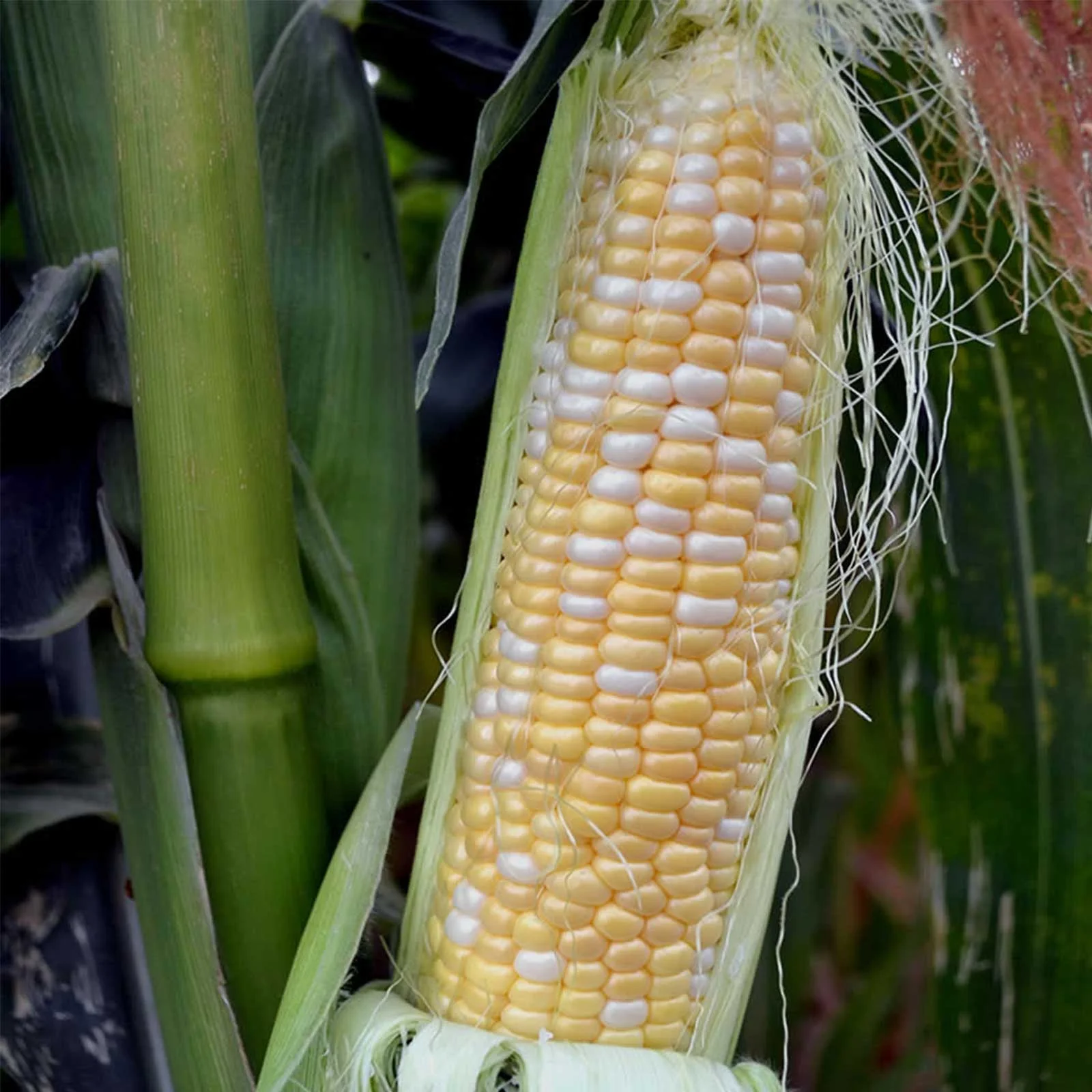 Serendipity Hybrid Triplesweet Corn Garden Seeds - 25 Lb Bulk - Non-GMO ...