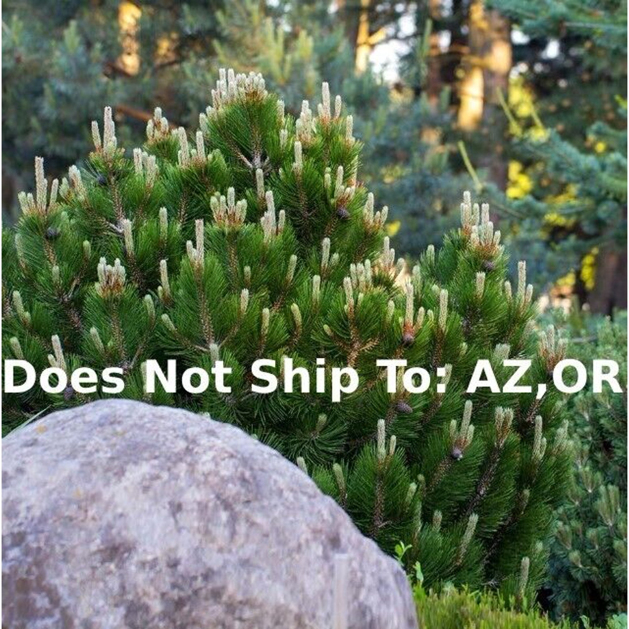 Dwarf Mugo Pine 2 Gallon Outdoor Evergreen Pinus Mugo var. Pumilio. Zone 2-8 - Texas Outlet