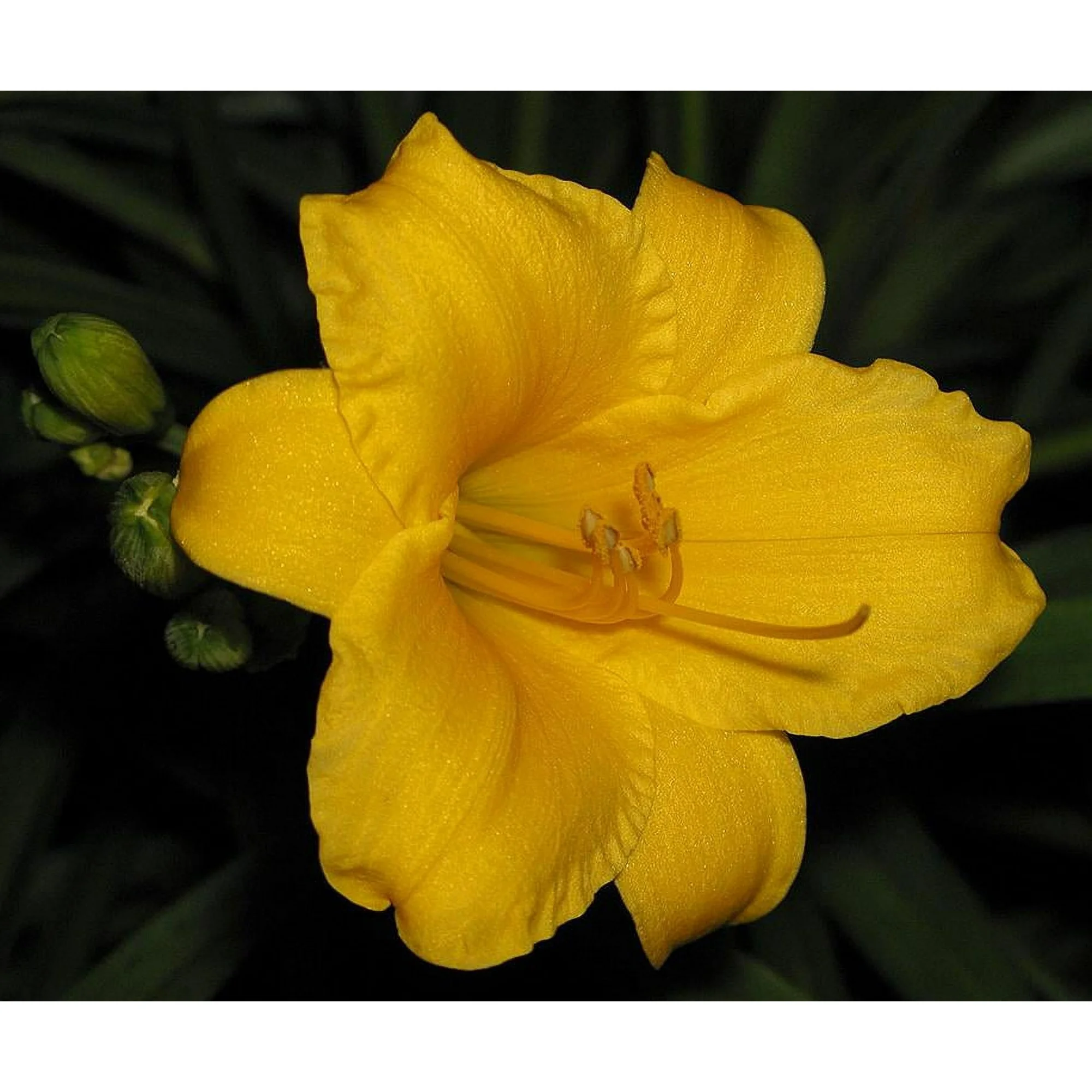 Classy Groundcovers, Hemerocallis 'Stella de Oro' (25 Pots, 3 1/2 inch ...