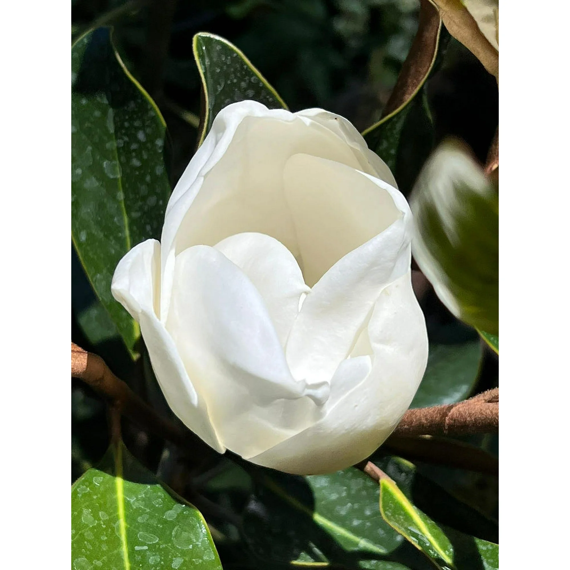 Pixies Gardens Little Gem Dwarf Magnolia Tree, Elegance and Beauty ...