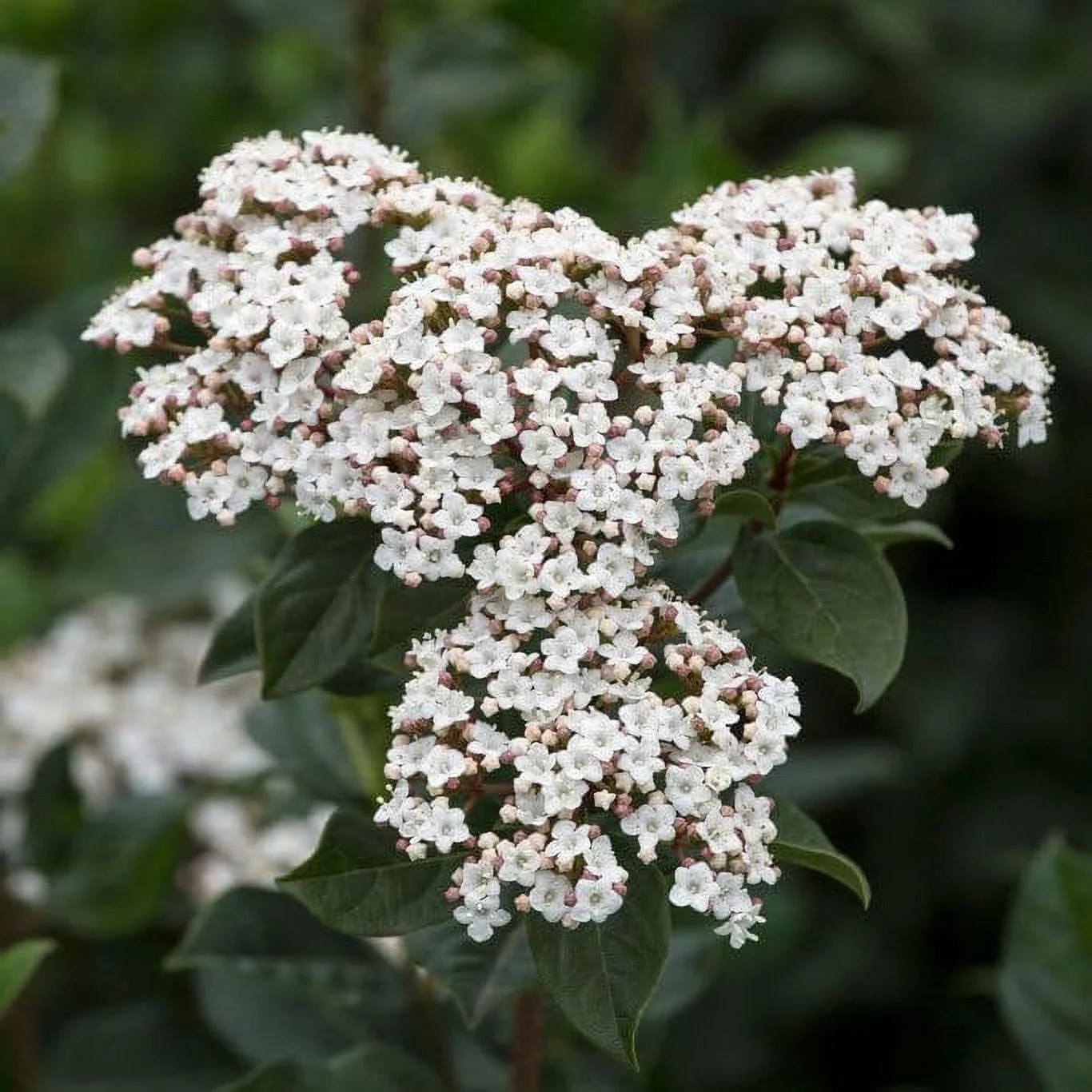 Viburnum Spring Bouquet 3 Extra Large 3 Gallon Plants Viburnum Tinus ...