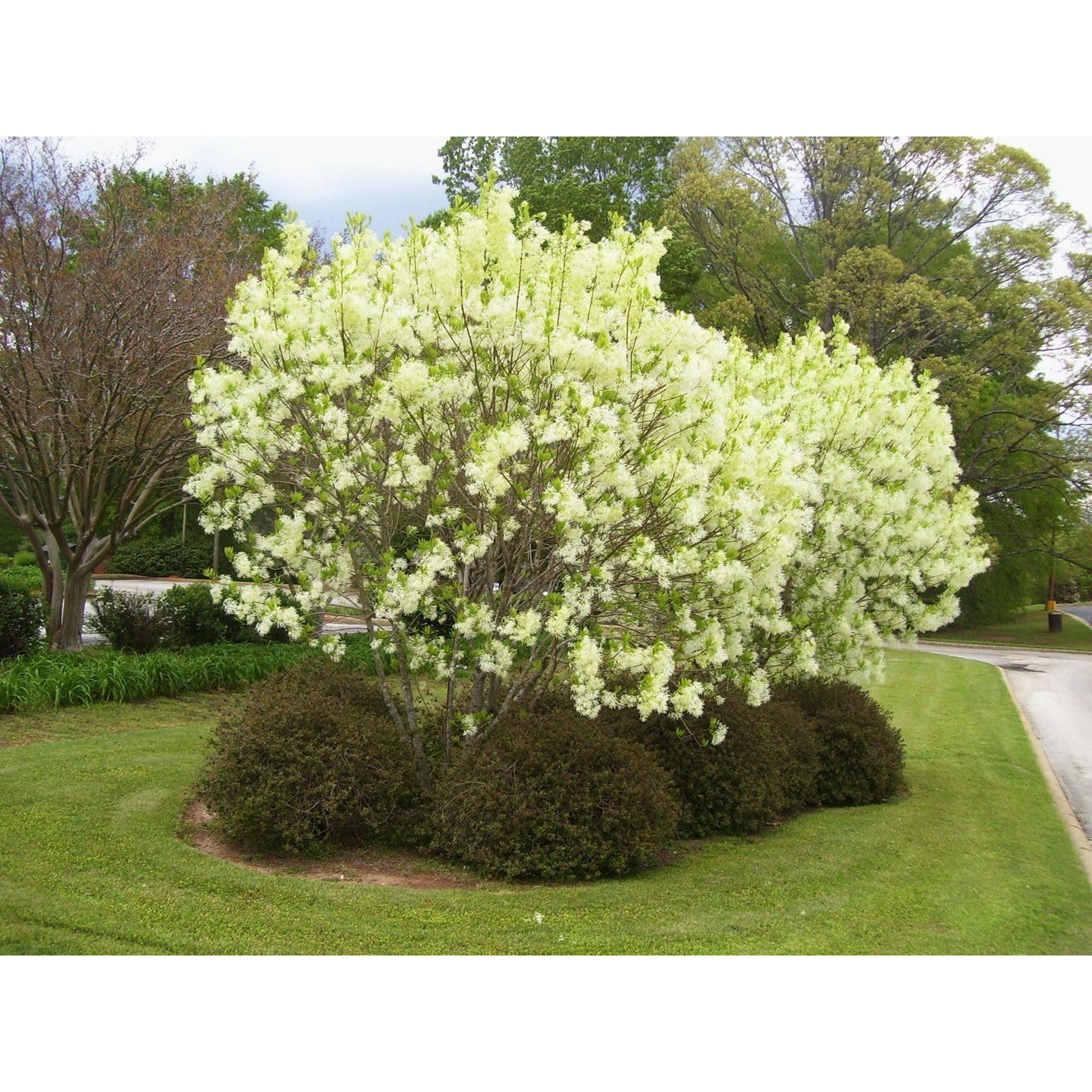 American Fringe Tree - Live Tree in a 3 Gallon Pot - Chionanthus ...