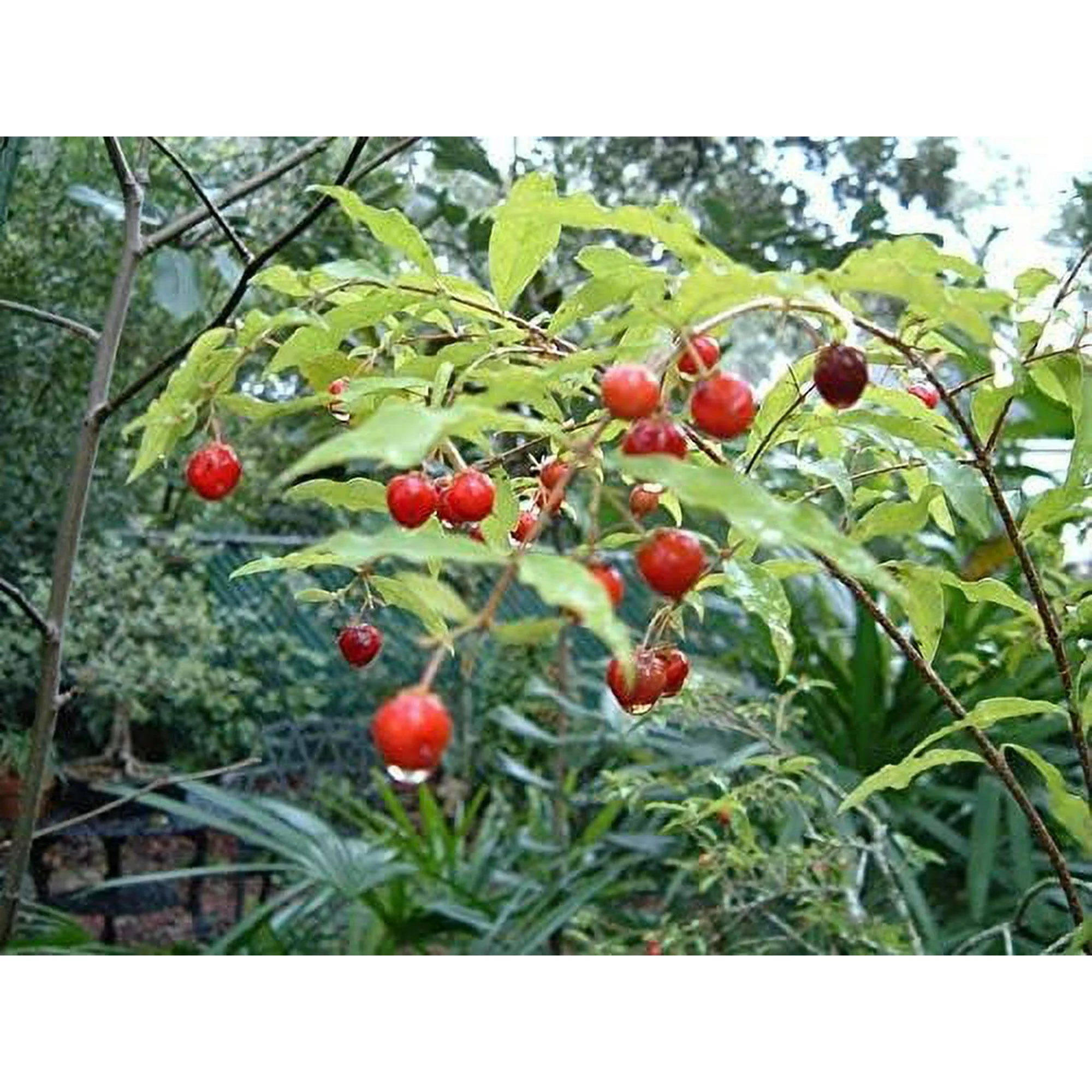 Barbados Cherry Tree - Live Tree in a 3 Gallon Pot - Edible Fruit ...