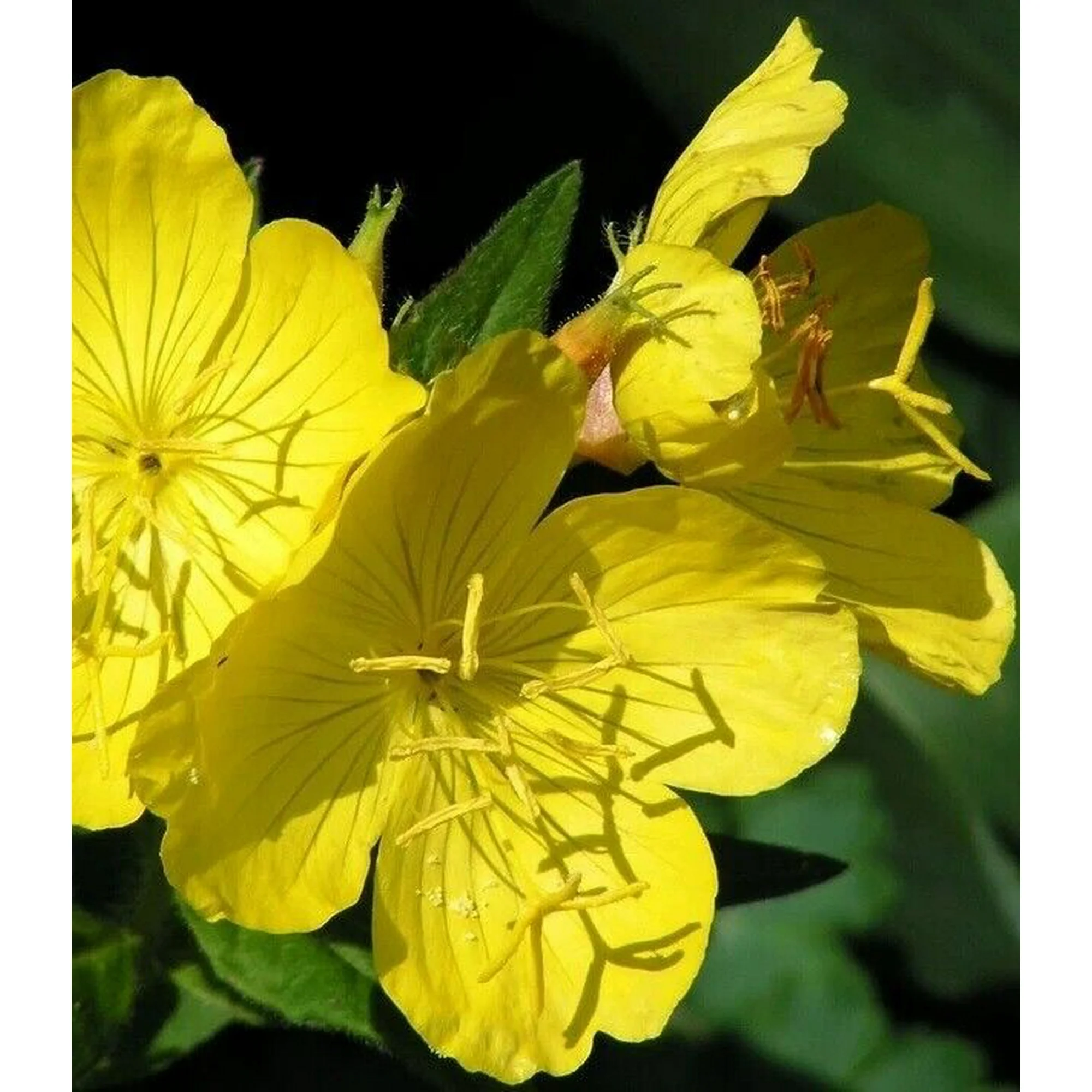 Yellow Evening Primrose Live Plants (Sun Drops) Heirloom Buttercups ...