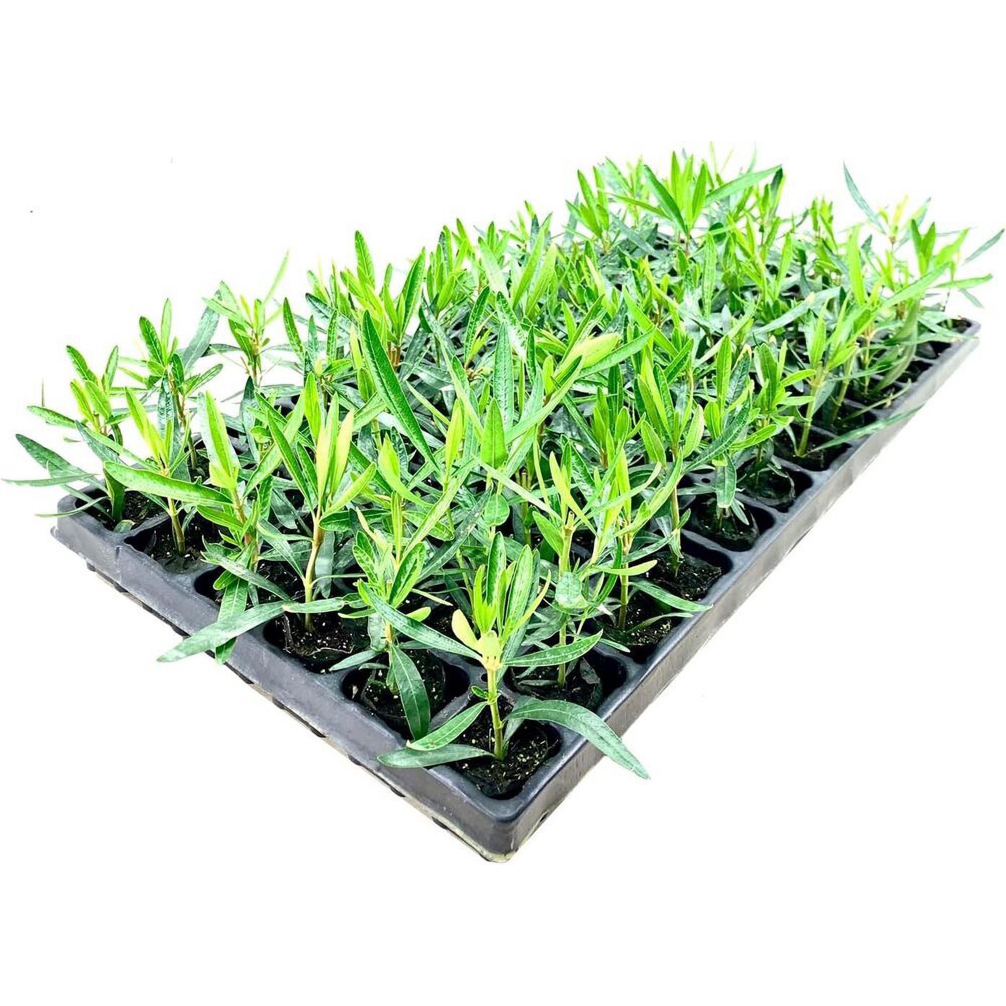 Oleander Petite Pink | Live Plants | Nerium | Compact Dwarf Evergreen ...