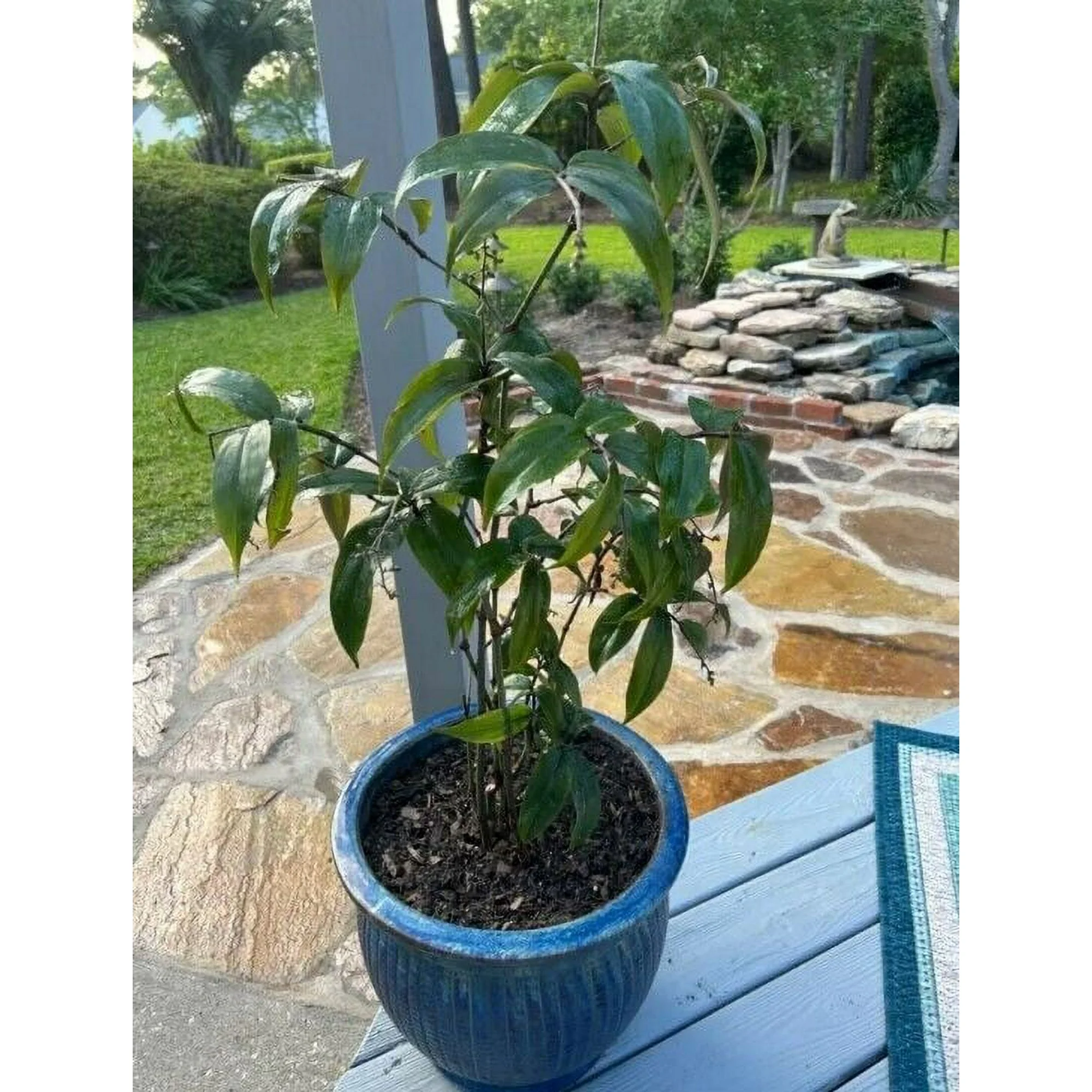 Weeping Blue Ginger Plant 3 Gallon Indoor Dichorisandra Pendulafiora ...