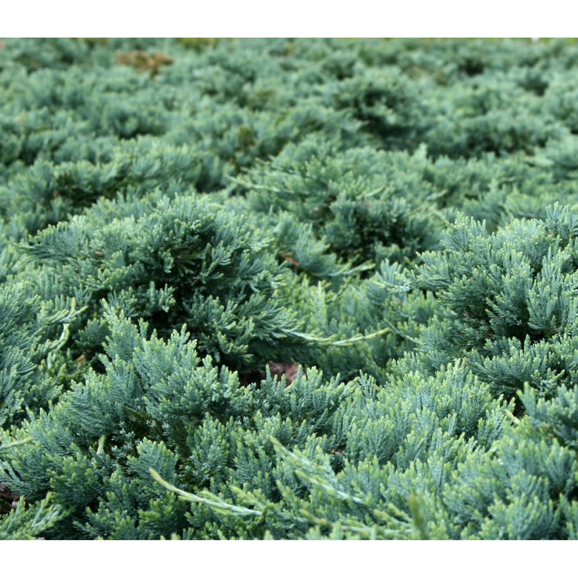 Blue Rug Juniper Shrub Live Plant Groundcover 2 In - 1 Gal Pot 2"- 24 ...