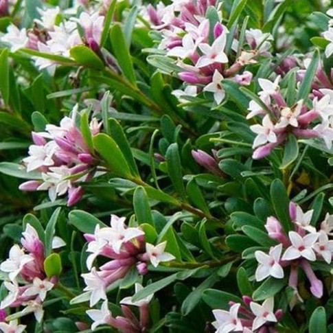 Sale Future Forests Shrubs Daphne X Transatlantica Eternal Fragrance Pot