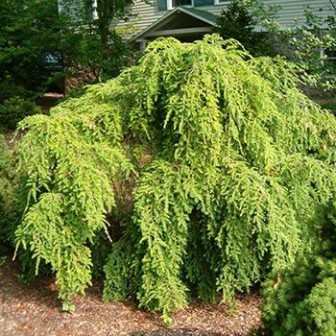 Sale Fast Growing Trees Weeping Hemlock See All Evergreen & Privacy ...