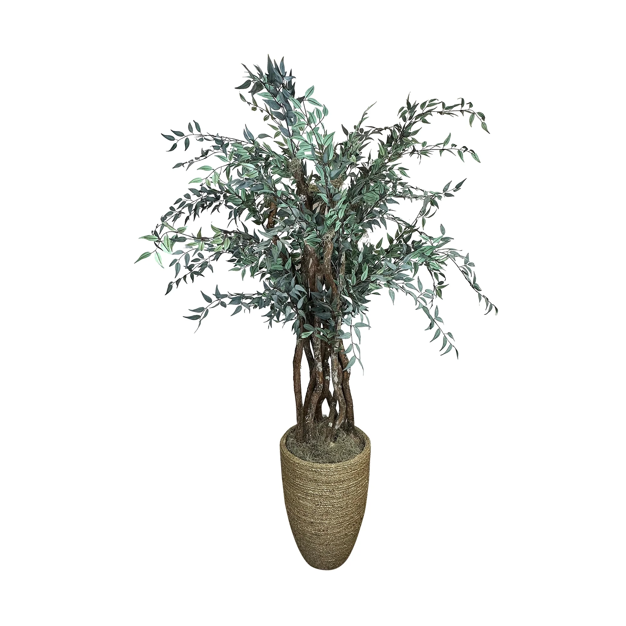 6.5 ft Italian Ruscus Tree in a Rope Covered Cement Planter - Costco ...